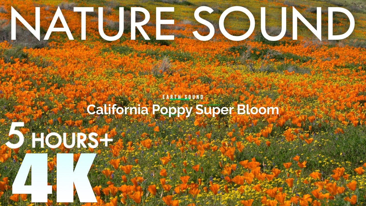 EARTH SOUND Poppy Super Bloom 3 Nature Sounds Spring Birds 5 Hours ...