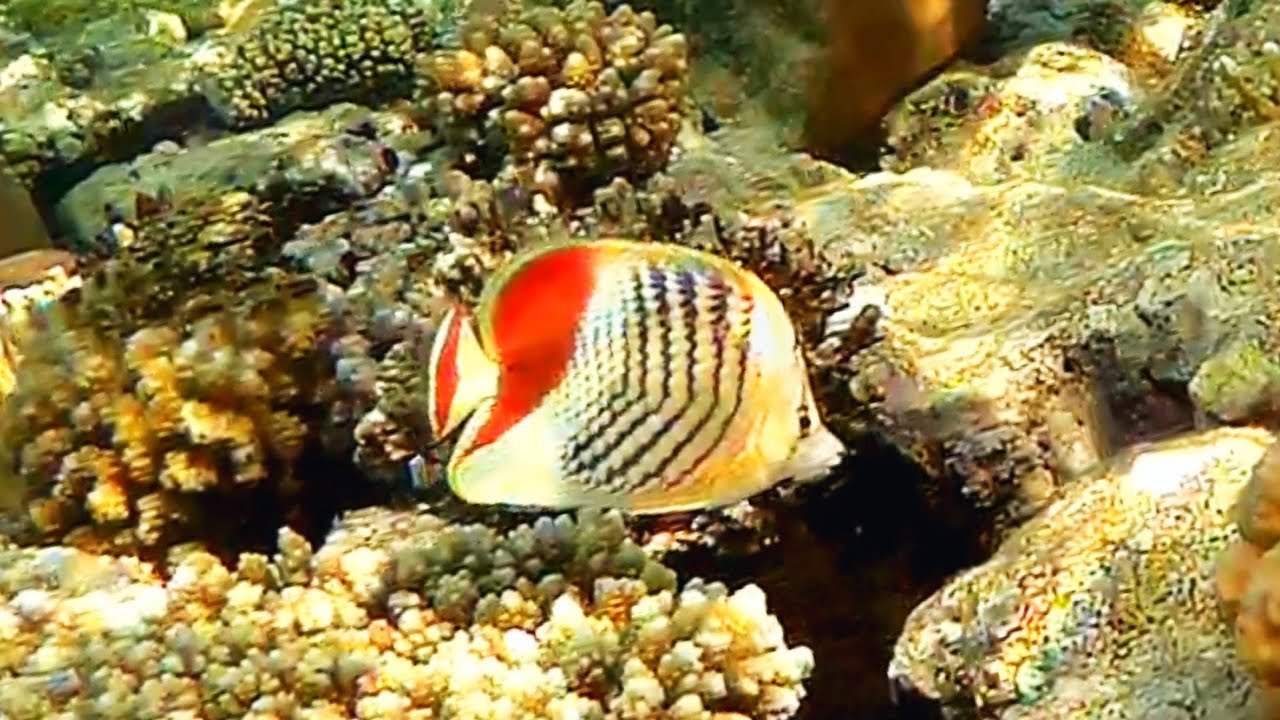 Eritrean butterflyfish (Chaetodon paucifasciatus), Эритрейская рыба ...