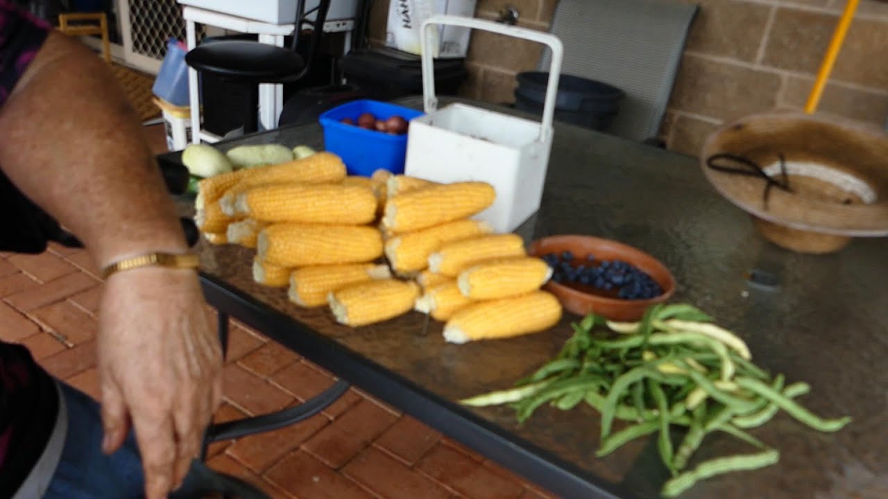 Harvesting the First Crops at the New Homestead 🥔🥔🌽🌽🌽🧄🧄🫐🥒🥒 - YouTube