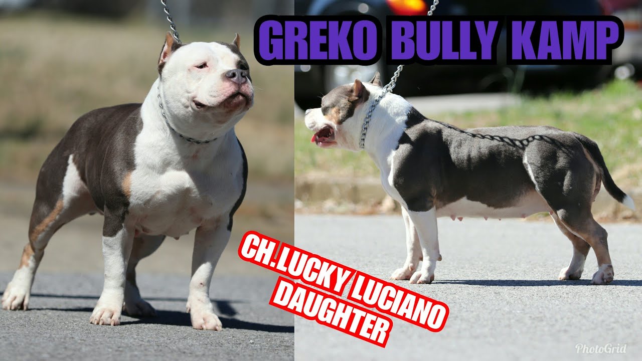 Greko Bully Kamp Roxy Ch. Lucky Luciano x Jupiter Da Great American ...