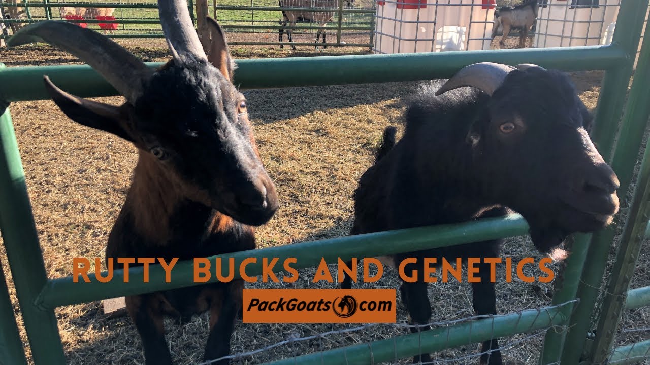 My System with Rutty Bucks and Genetics - YouTube