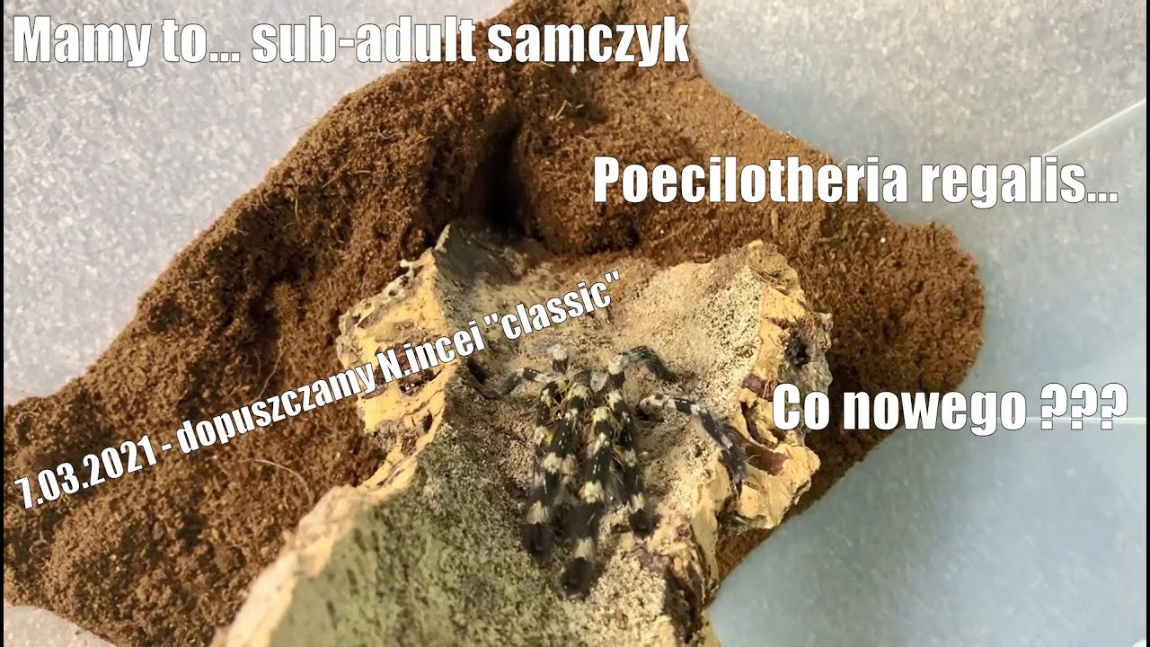 #52 Mamy to... sub-adult Samiec Poe Regalis! DOPUSZCZANIE INCEI 7.03. ...