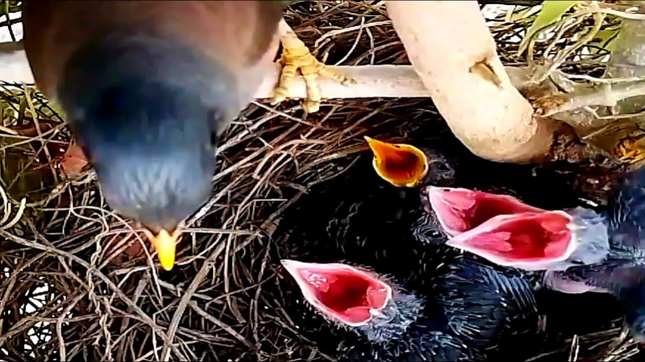 Common myna baby birds waiting for their mother to feed them all - YouTube