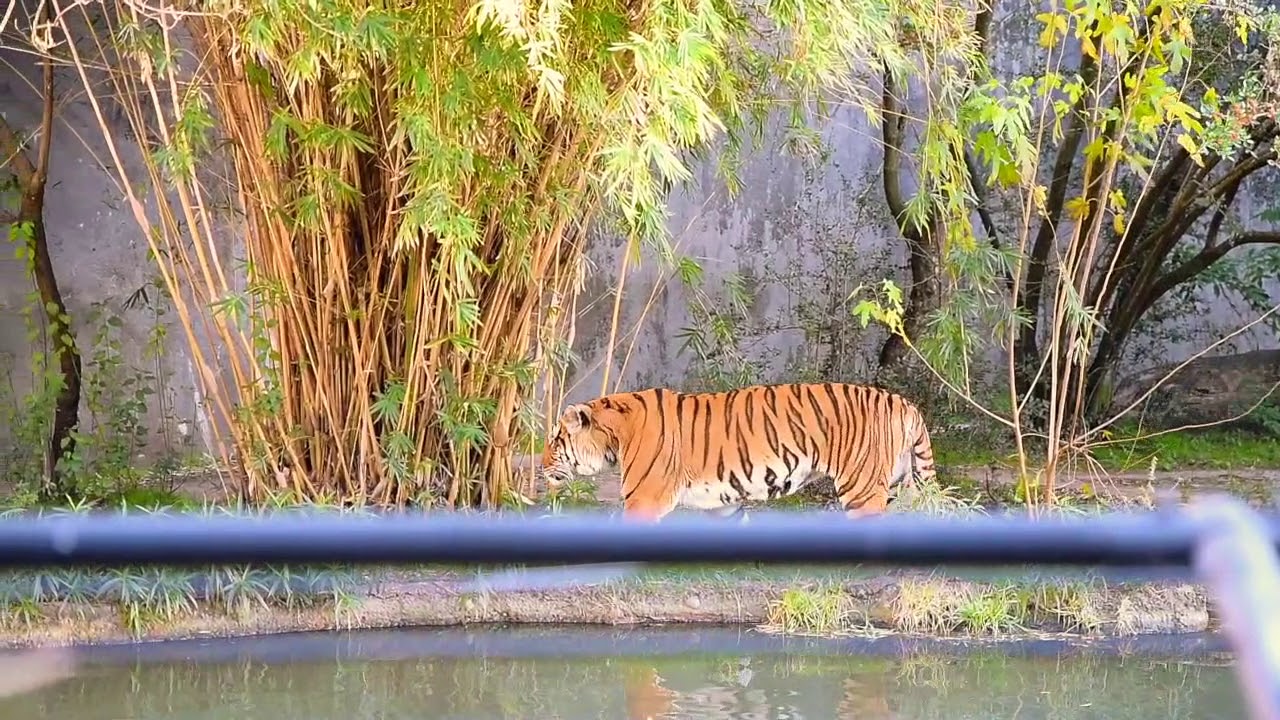 Houston Zoo Tiger Roar - YouTube
