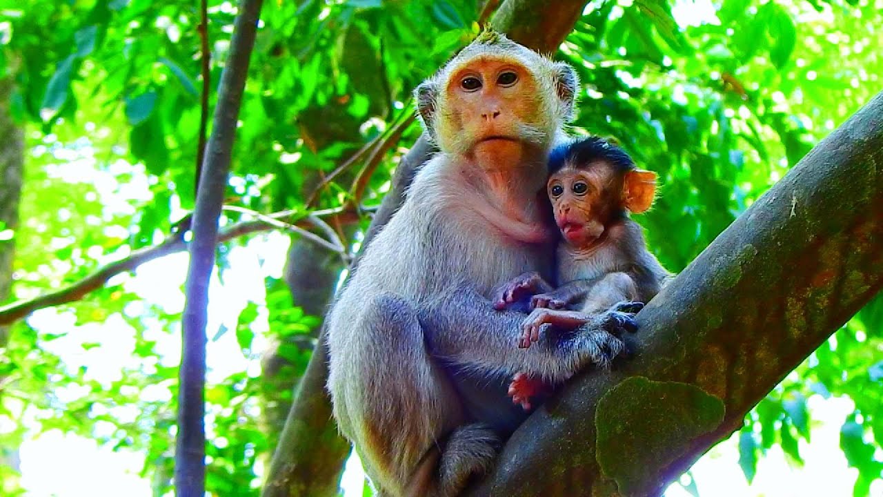 Mother Baton took her cubs up a tall tree to escape a vicious male ...