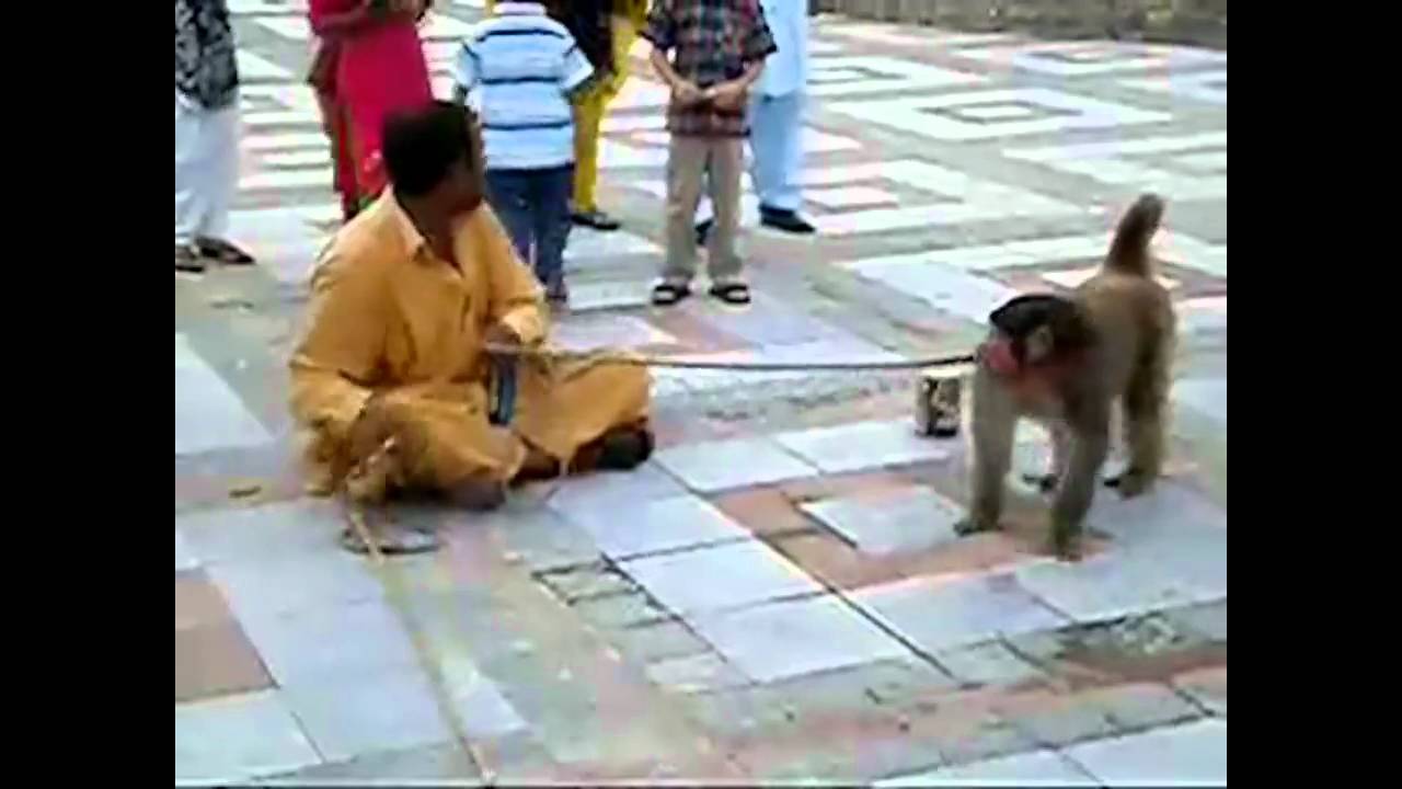 Monkey Walks Like Human. Unbelievable! - YouTube