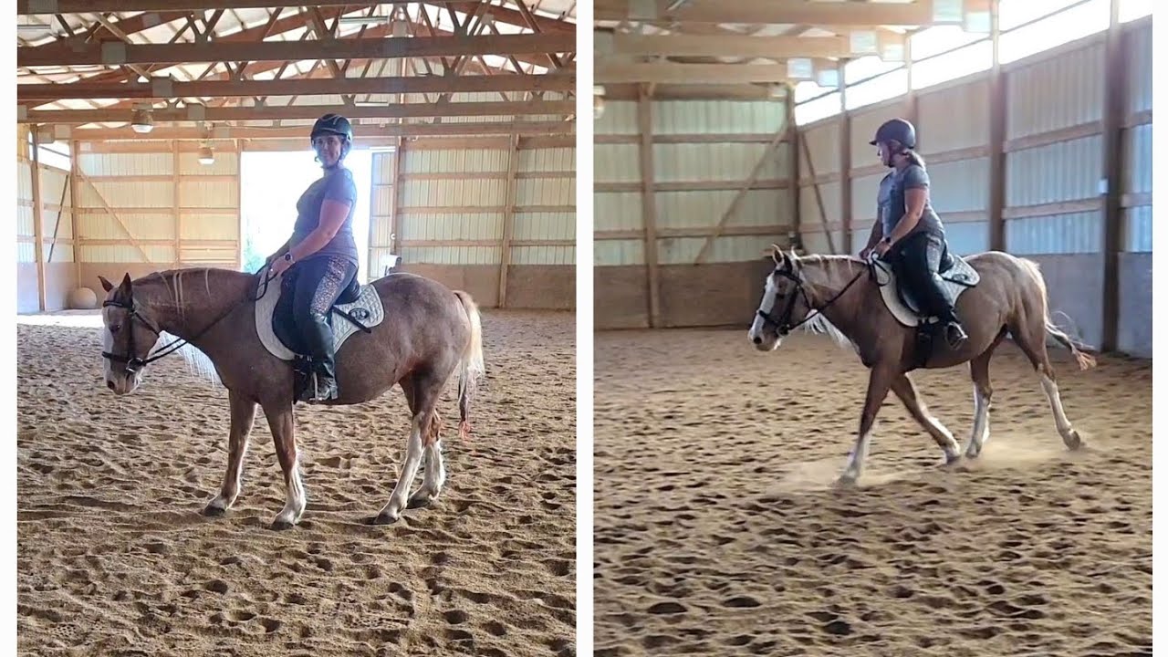 Walk/Trot Maneuvers - Oct 2023 - YouTube