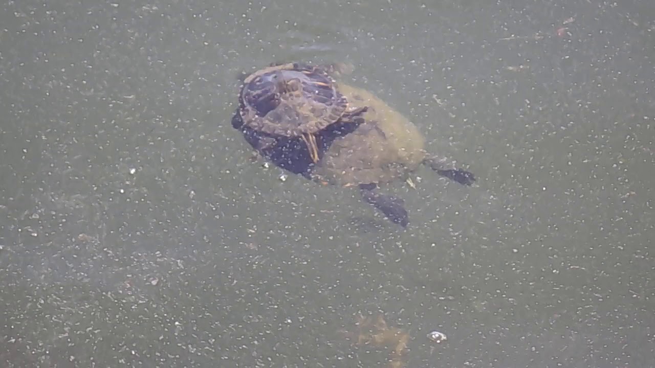 turtle ride - YouTube