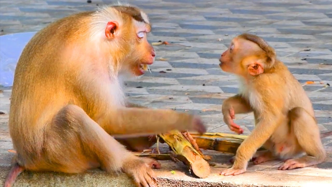 Funny action ! Little baby monkey Rockstar ask for sugar cane from mom ...