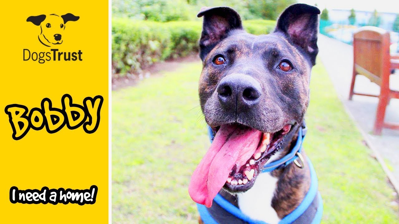 Bobby is a Big, Playful Boy Who Loves People! | Dogs Trust Manchester ...