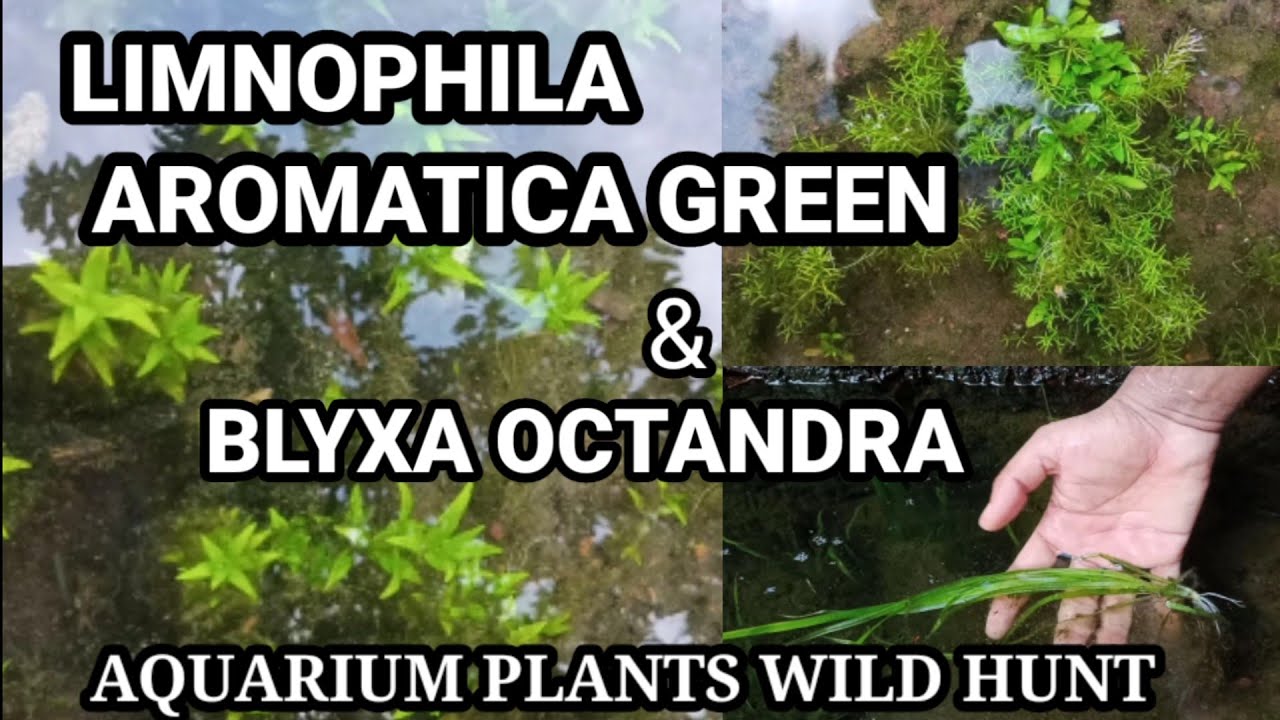 LIMNOPHILA AROMATICA GREEN AND BLYXA OCTANDRA. WILD HUNT. # ...