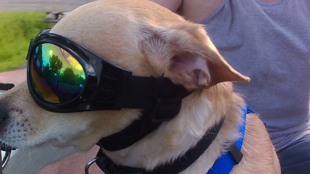 dog rides goldwing - YouTube