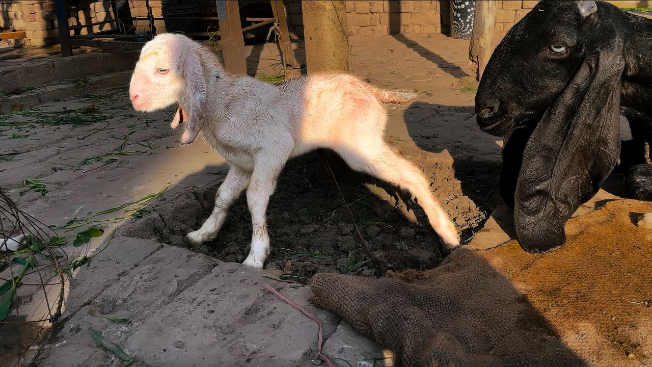 Ultimate Guide to Raising Baby Goats. Birth to Healthy Growth | Caring ...