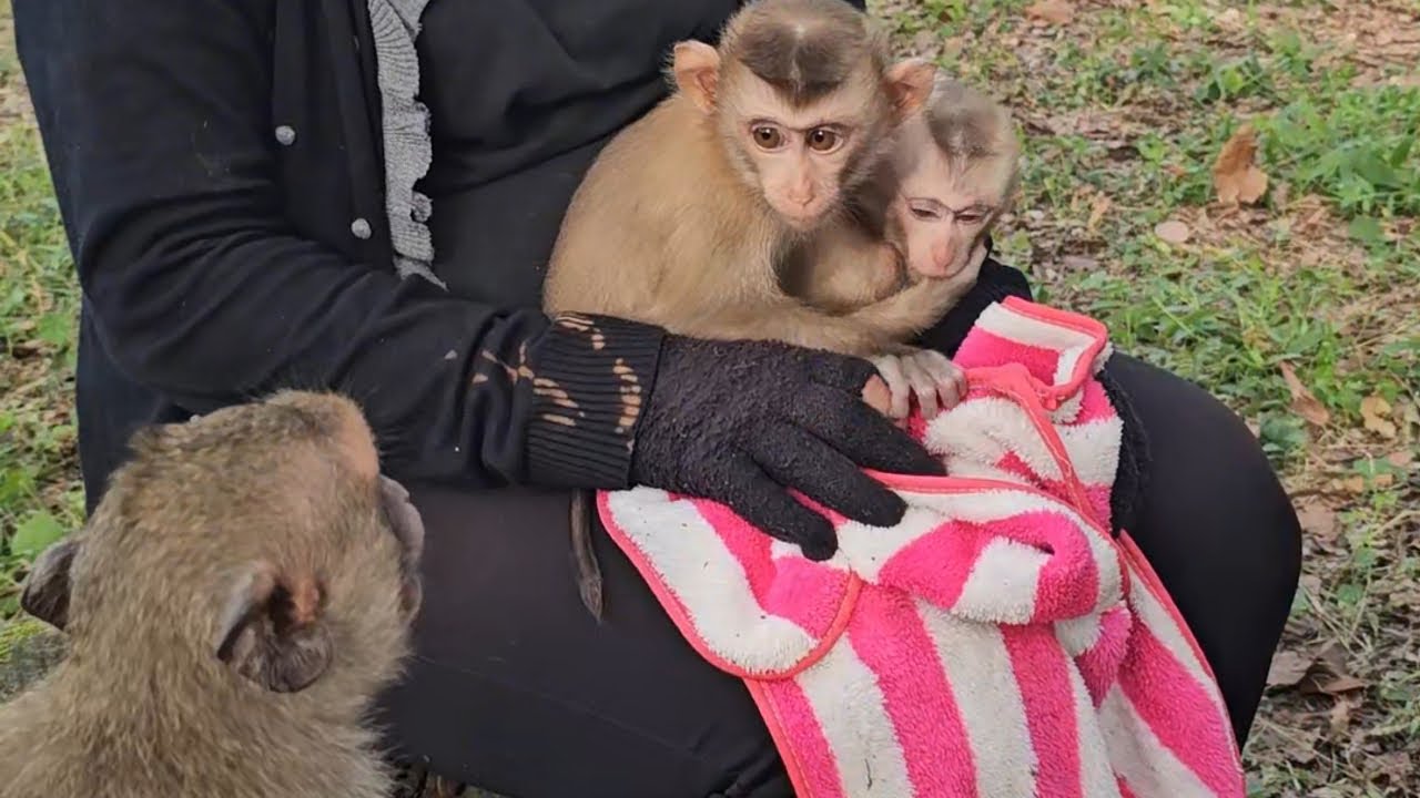 Mom KT’s Incredible Rescue: New Abandoned Monkeys Adopt Jungle Life ...