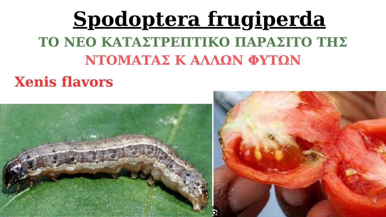 ΤΟ ΝΕΟ ΚΑΤΑΣΤΡΕΠΤΙΚΟ ΠΑΡΑΣΙΤΟ ΤΗΣ ΝΤΟΜΑΤΑΣ! ΕΝΤΟΜΟ ΚΑΡΑΝΤΙΝΑΣ ...