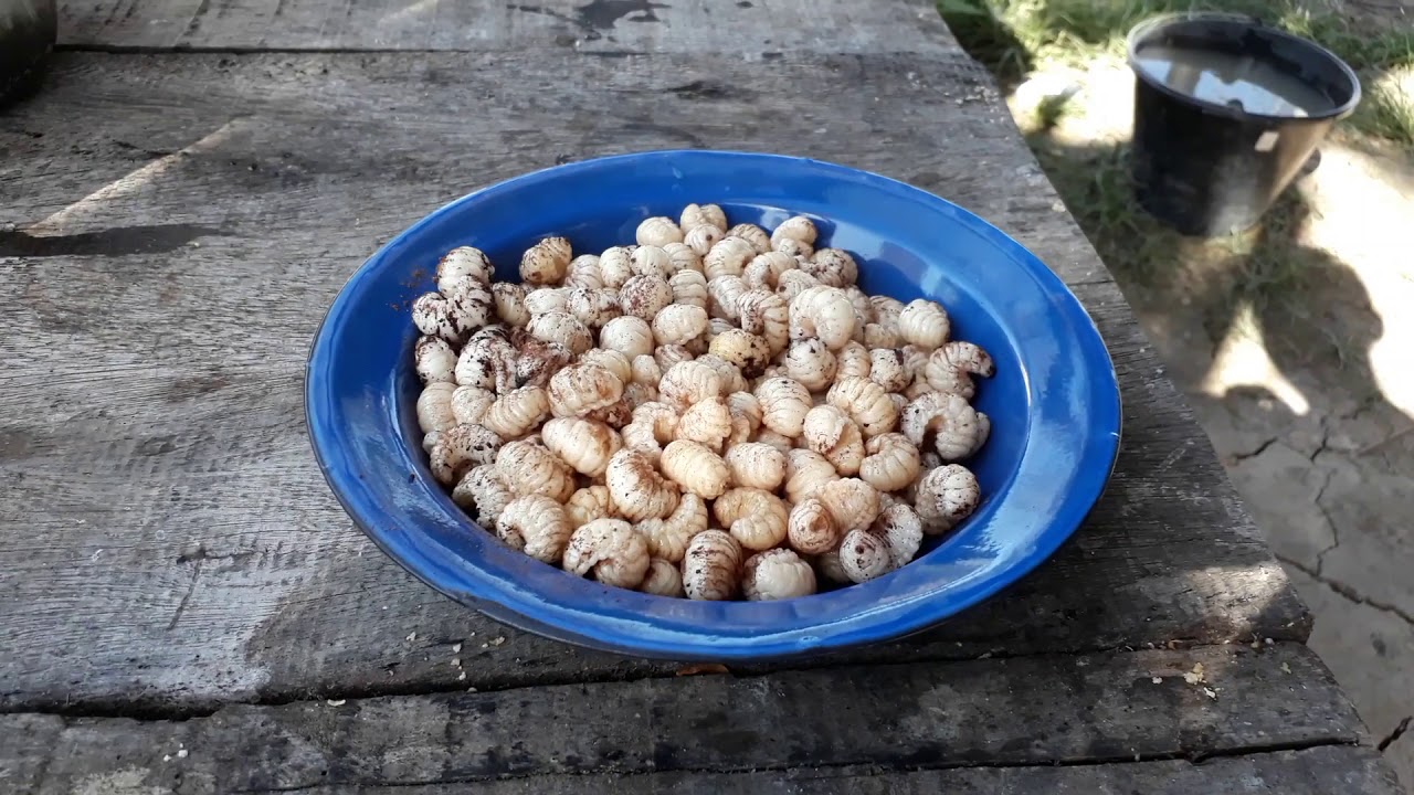 Gongo do Babaçu (ou do tucum) - vídeo 1 - YouTube