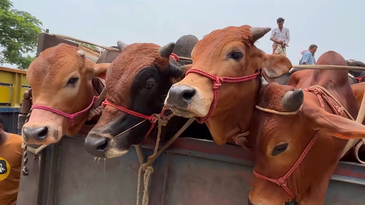 coW video, COW qurbani, cow unloading, gorur haat 2023, cOw videos 2023 ...