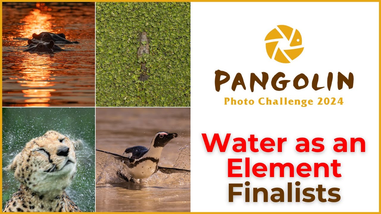 Water as an Element Wildlife Photography Contest - YouTube