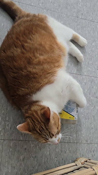 Empty CatNip Container vs Fox #cat #catshorts #cuteanimal #cutecat #gingercat #fatcatvideosfunny ...