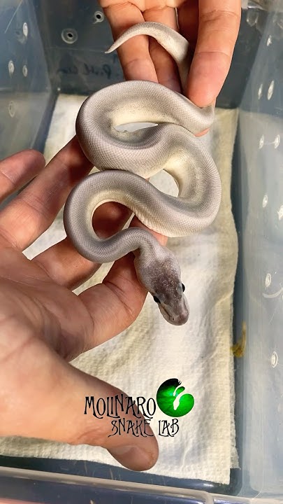 Incredible ball pythons! #molinarosnakelab #royalpythons #pythons # ...