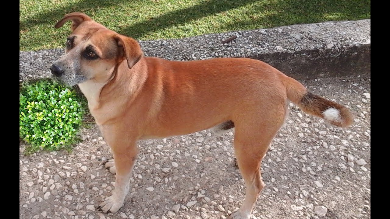 Stump The Runt - record breaking dog tenor for us! Hear in 67 seconds ...