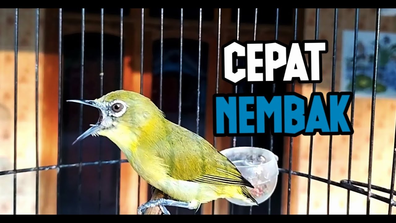 Pingin Plecimu Cepat Nembak Materi,Putarkan Saja Suara Pleci Ini - YouTube