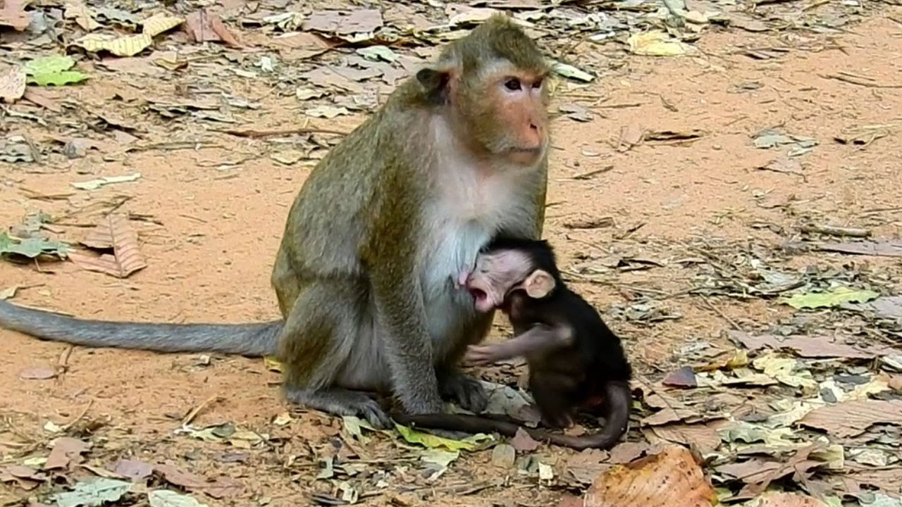 Breaking New baby monkey very Angry mom difficult to drink milk - YouTube