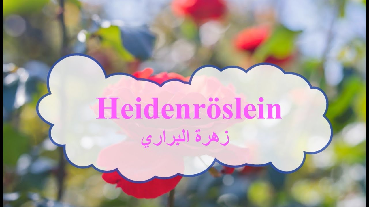 Heiden Röslein Goethe - أجمل قصيدة ألمانية زهرة البراري للشاعرغوته ...