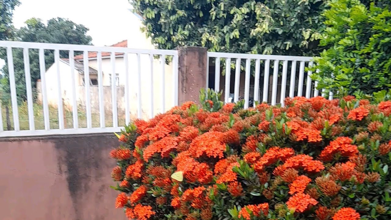 Pomar no quintal - YouTube