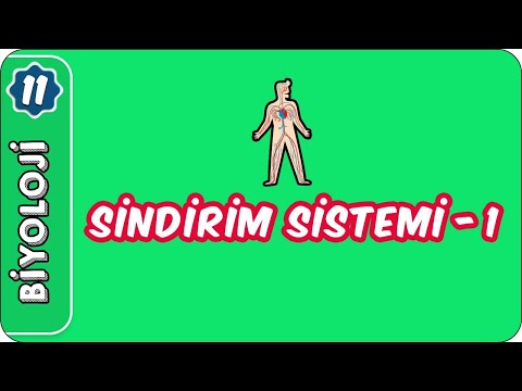 Sindirim Sistemi-1  | 11.Sınıf Biyoloji