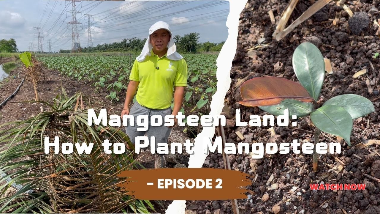 Mangosteen Land: How to Plant Mangosteen - Episode 2 - YouTube