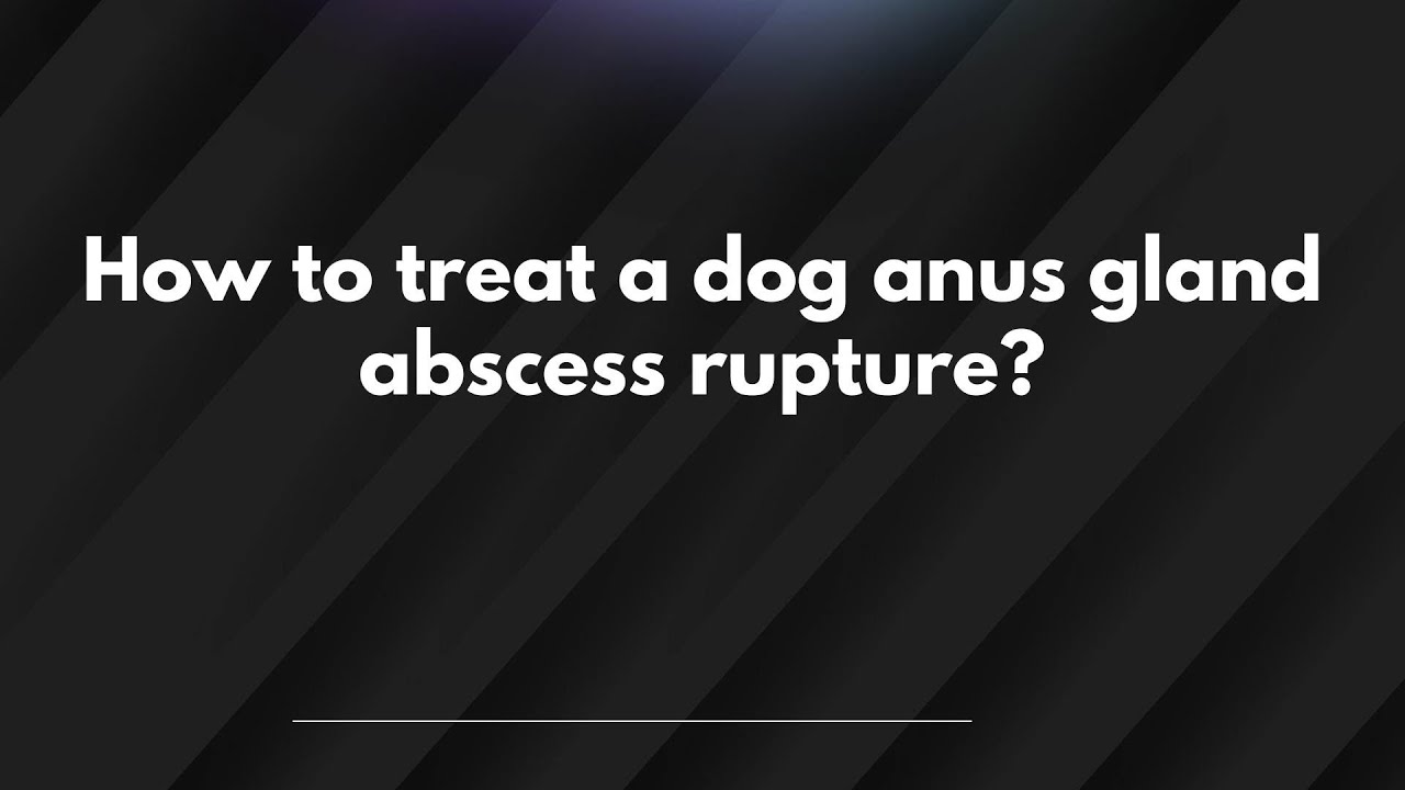 How to treat a dog anus gland abscess rupture? - YouTube