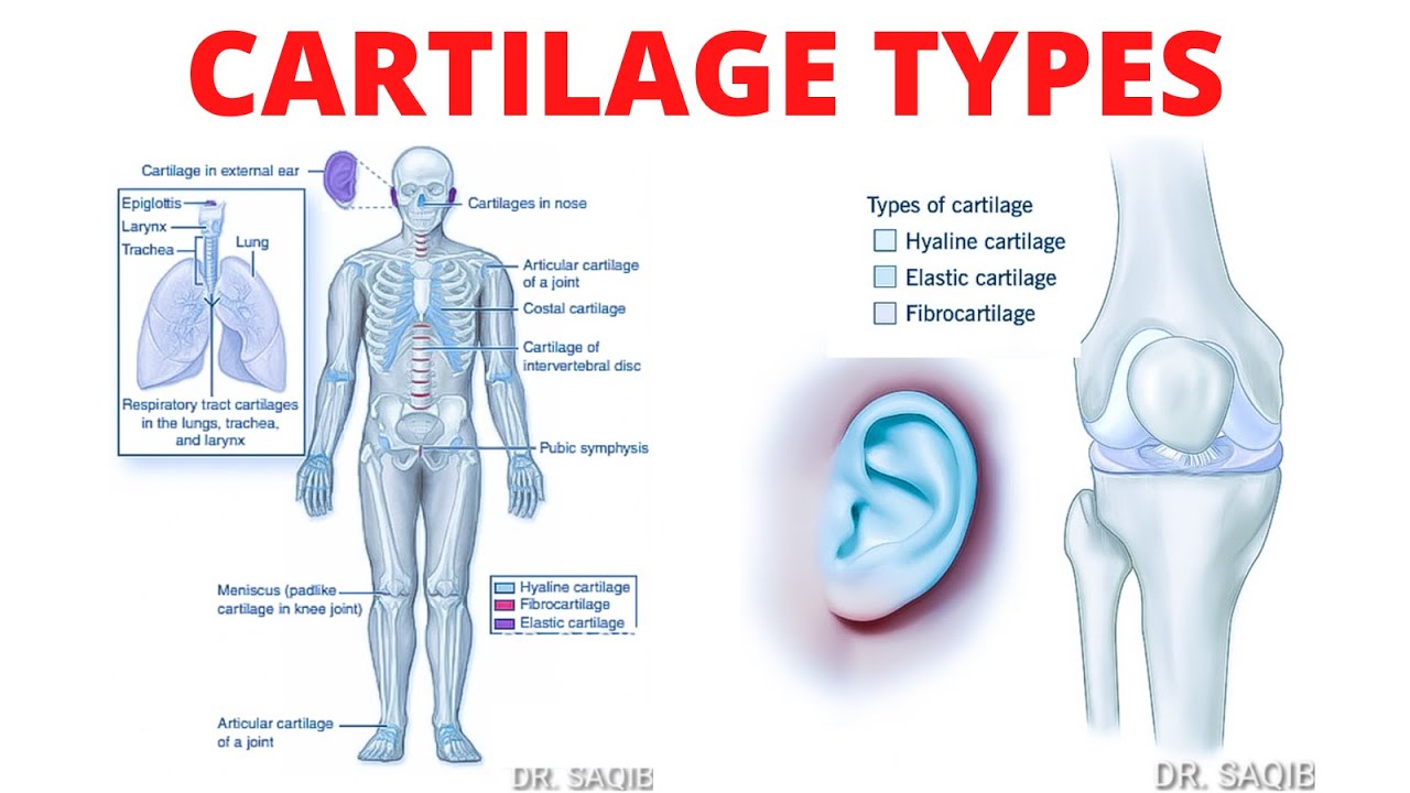 Cartilage Types - YouTube