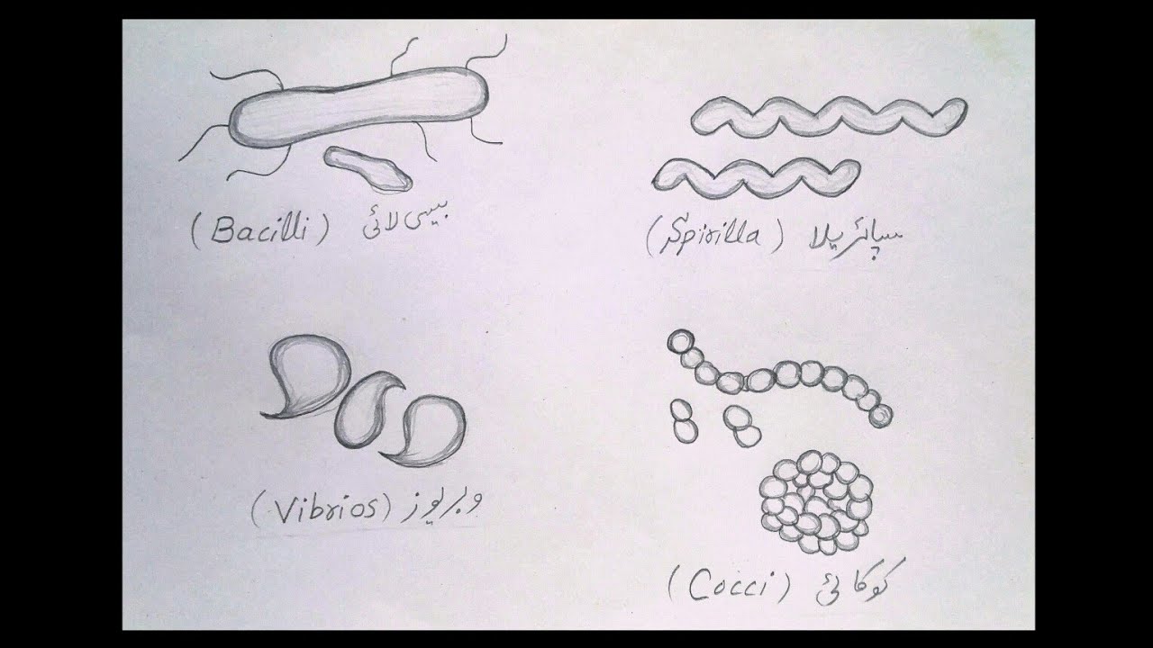 9th biology practical 1.1 drawing ||Different types of bacteria drawing ...