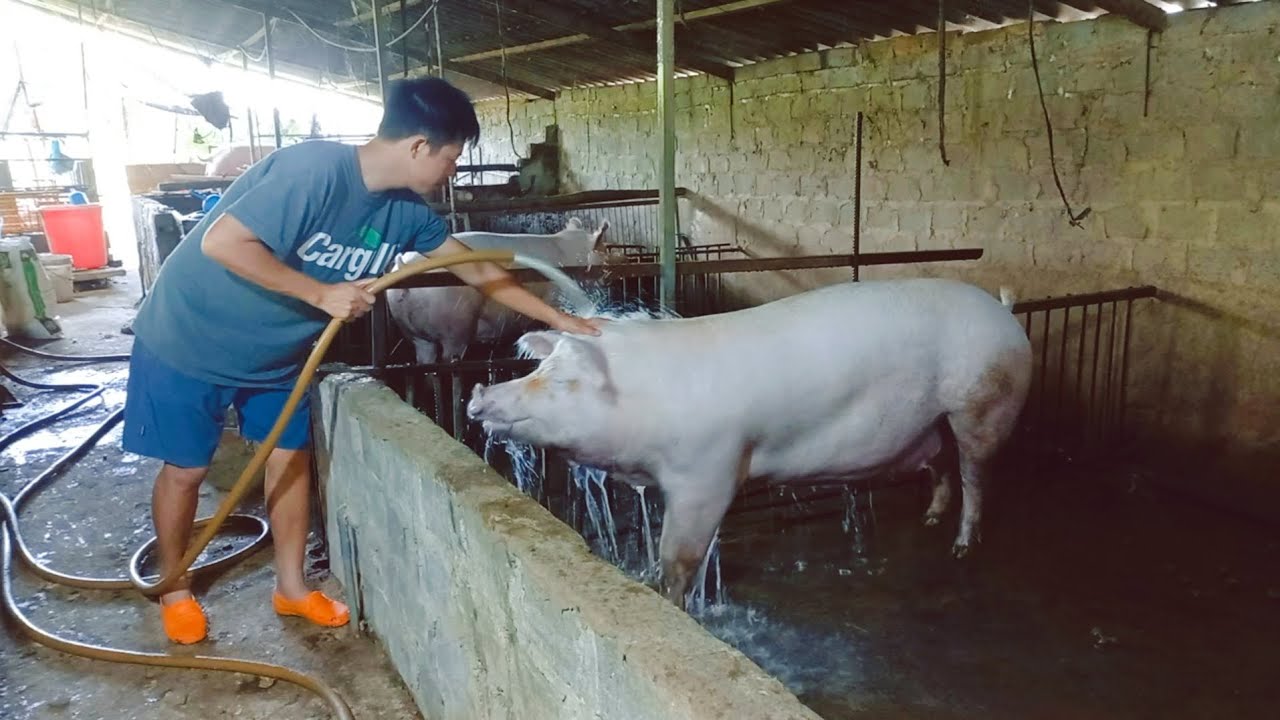 mischievous, greedy pigs.@Điêuthịnam - YouTube