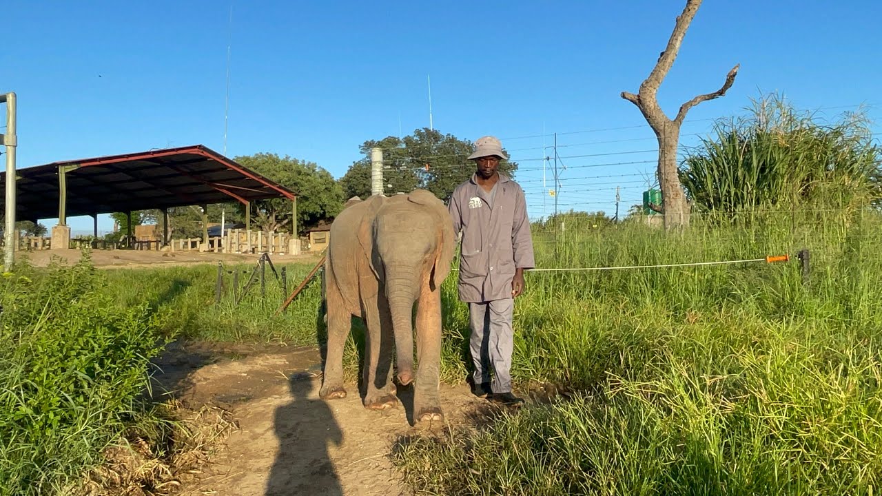 Delicious Marula Mornings with Baby Elephant, Khanyisa & Her Carers 🐘🍈 ...