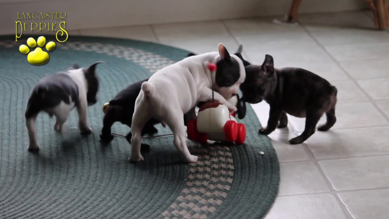 Frenchton Puppies - YouTube