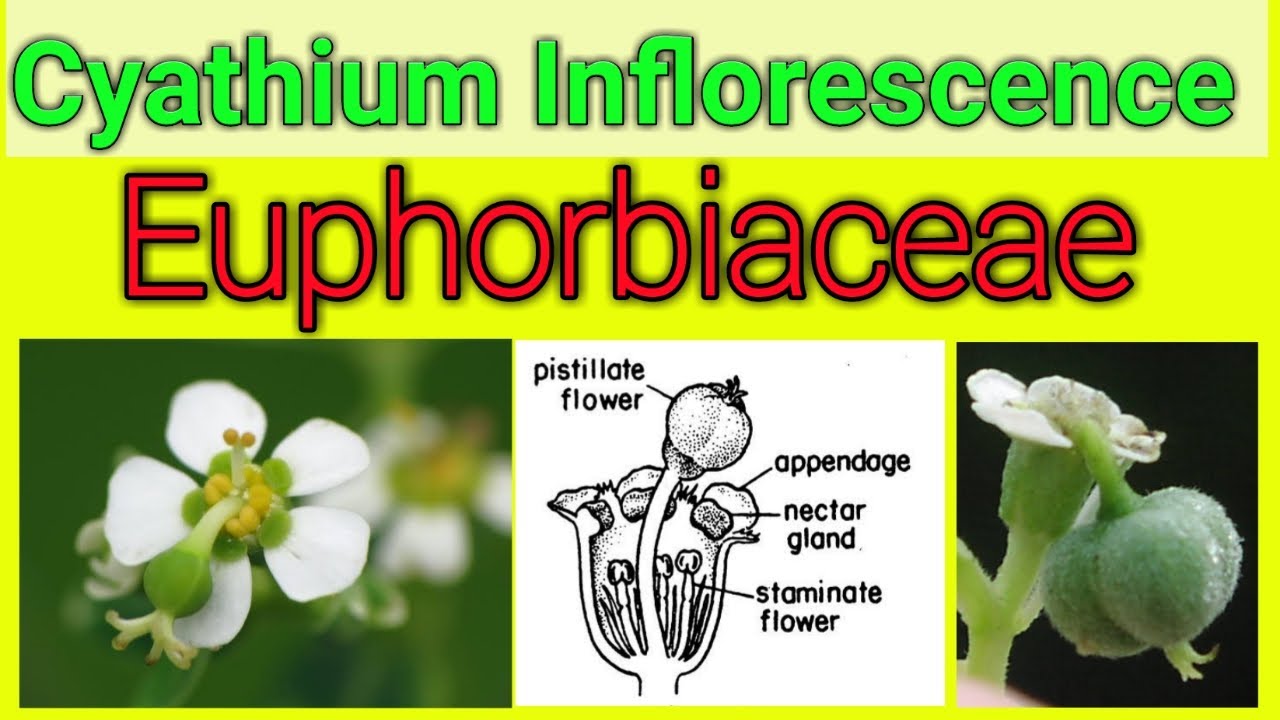 Cyathium Inflorescence of Euphorbiaceae - YouTube