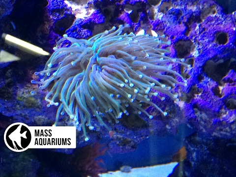 40 gallon Saltwater Aquarium: Reef update after 72 hour Blackout. Poly ...