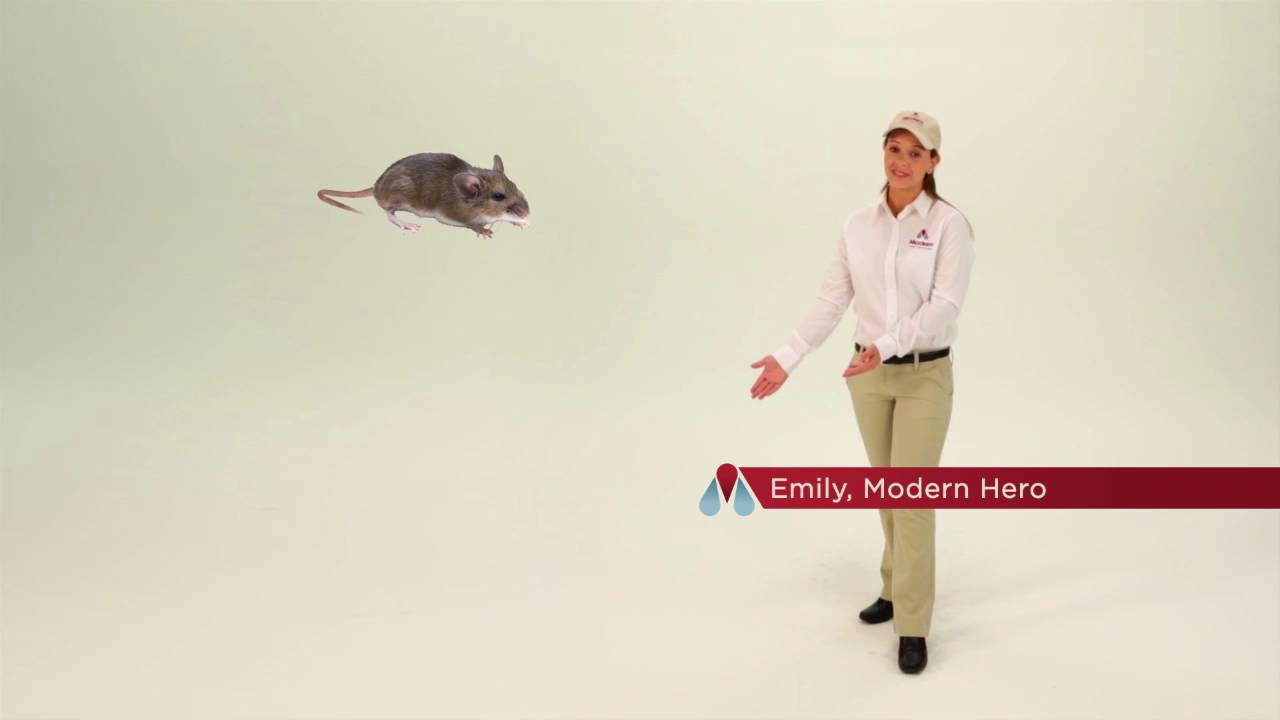 Pest Control For Every Season With Modern Pest Services - YouTube