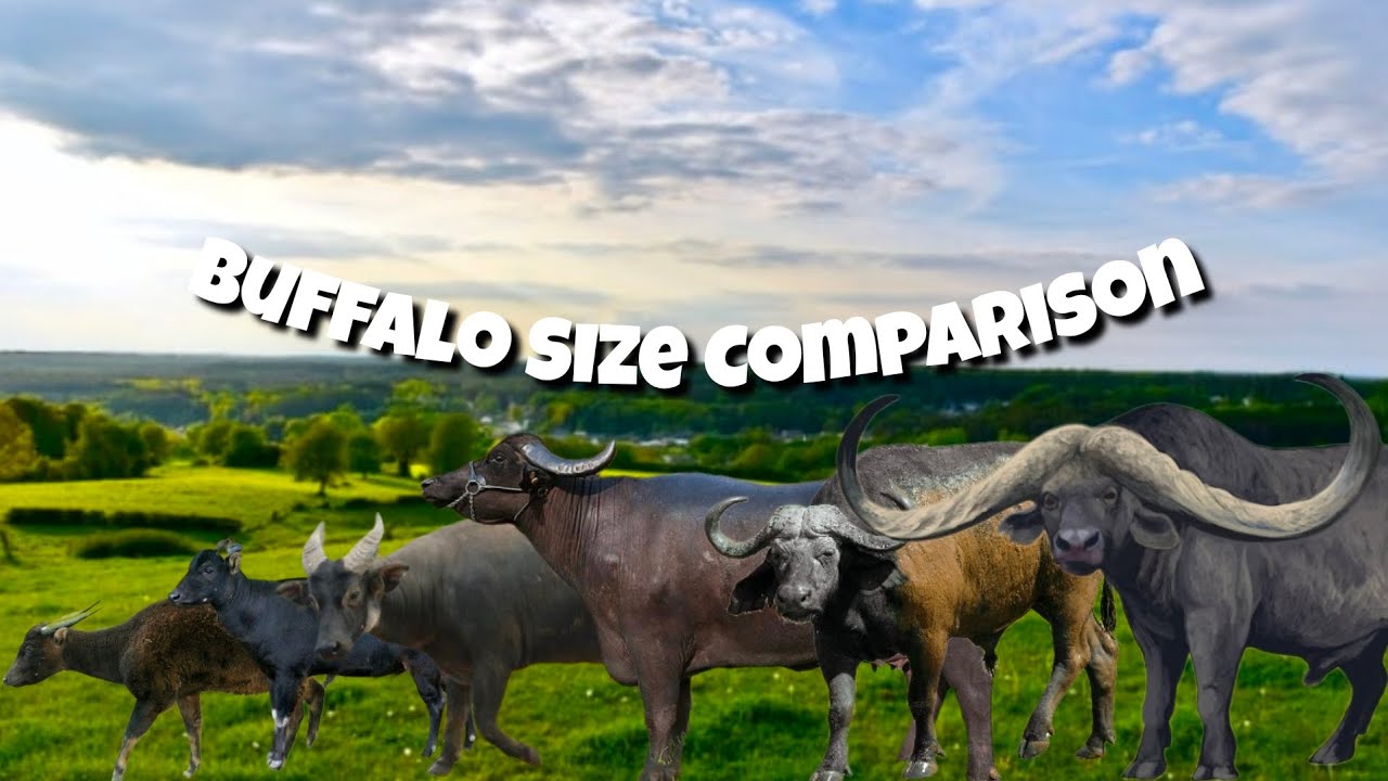 Buffalo Size Comparison [Living Extinct] - YouTube