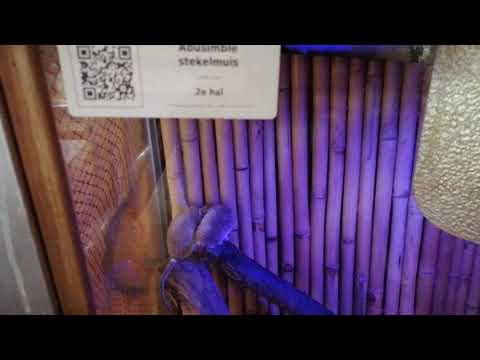 Doezoo leens Stekelmuis - YouTube
