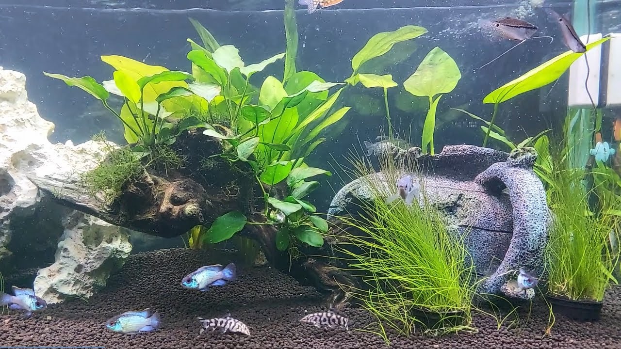 Neon Blue Acara in Community tank - YouTube