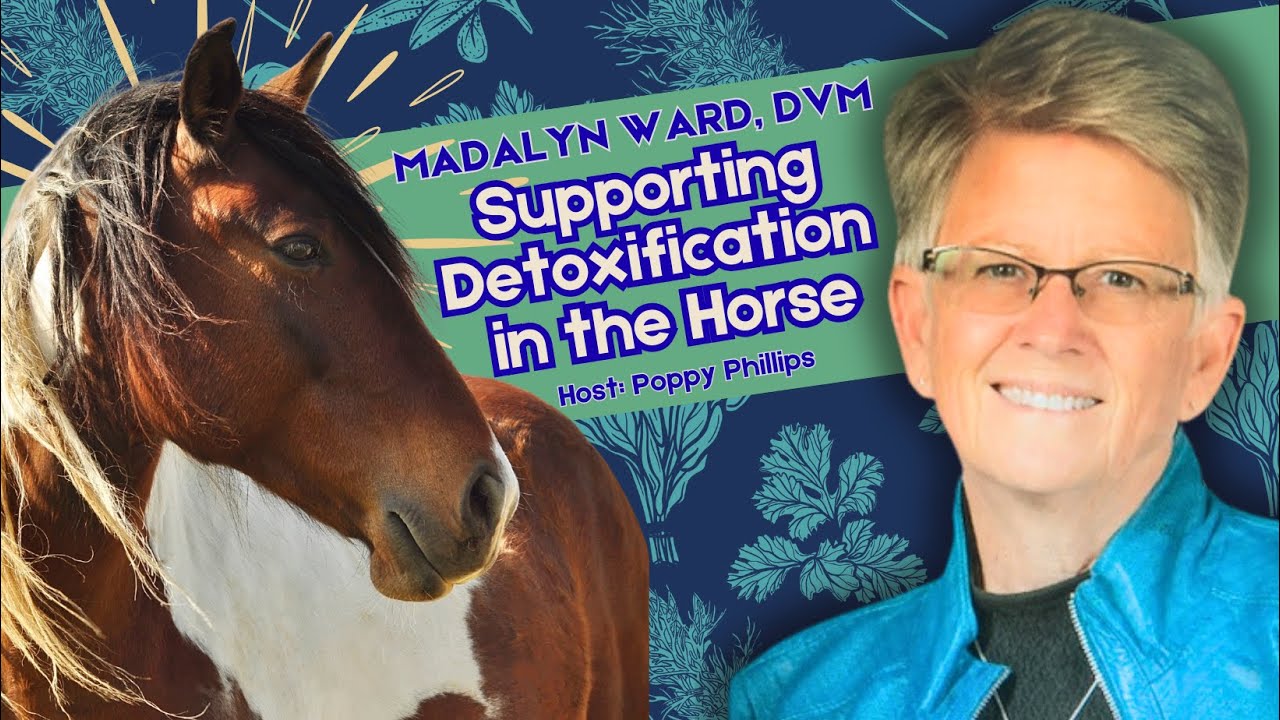 Madalyn Ward DVM, Equine Detoxification - YouTube