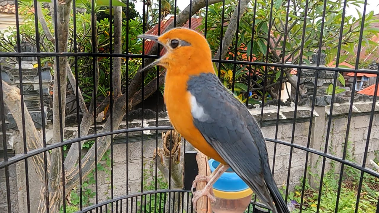 Misteri ANIS MERAH Jadi Kenceng Singset dan Berbunyi Gacor Teler Dengar ...