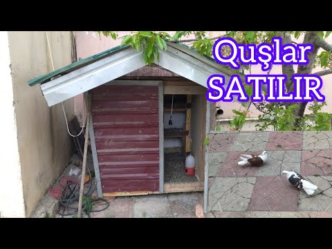 SATILIR. Quşxana və Quşlar satılır. Nömrə ilə əlaqə saxlayın #bakigoyercinleri #pigeon #bakiquslari