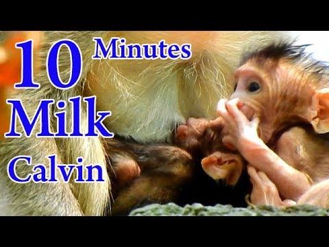 Orphan Calvin having Milk for 10 minutes, Not fake It is clear to see ...