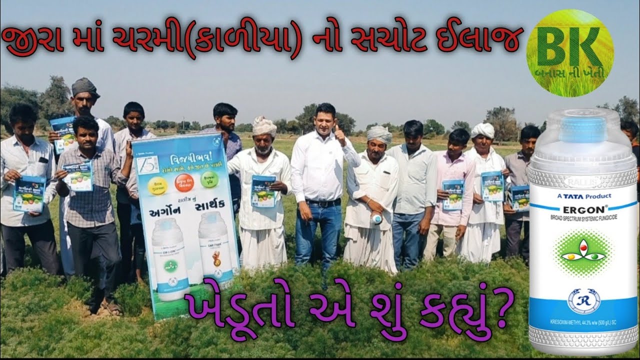 જીરા માં ચરમી(કાળીયા)નો સચોટ ઈલાજ! કઈ દવા? ઉત્પાદન વધુ મેળવ્યું Tata ...