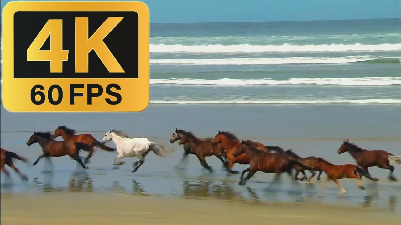 Wildlife Windows 7 sample video in 4K@60fps - YouTube