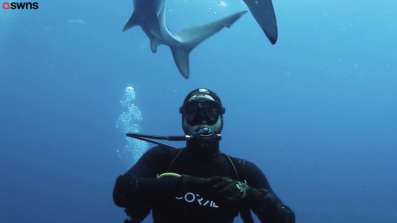 Amazing Video: Shark 'Kissing' Diver || GoViral - YouTube